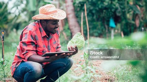 아프리카 농부는 유기농 농장에서 양배추와 채소를 연구하기 위해 태블릿을 사용합니다 농업 또는 재배 개념 20 24세에 대한 스톡