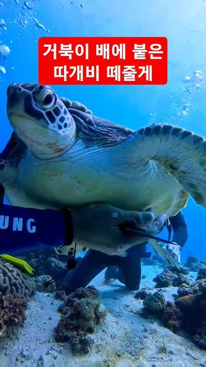 거북이 배에 붙은 따개비 떼주면 Youtube