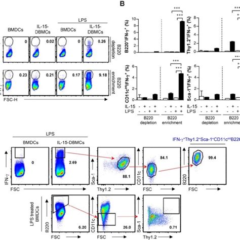 Cd11c Int B220 Thy1 2 Sca 1 Cells Are A Major Source Of Ifn γ
