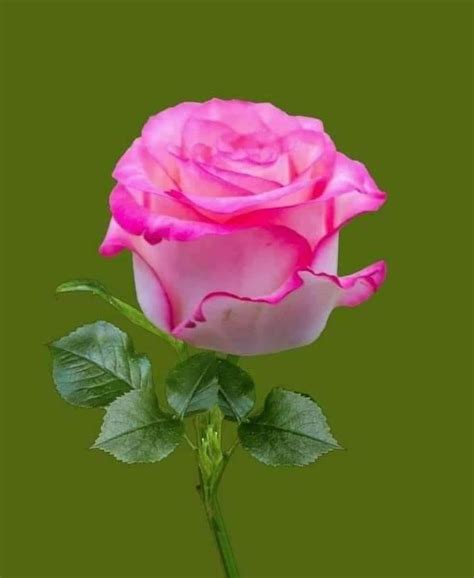 Thanks For Everybody I Am New Here Kazi Md Rejaul Islam Medium