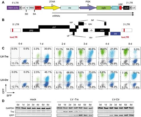 Tre Mediated Antiviral Activity By Conditional Transgene Expression Download Scientific