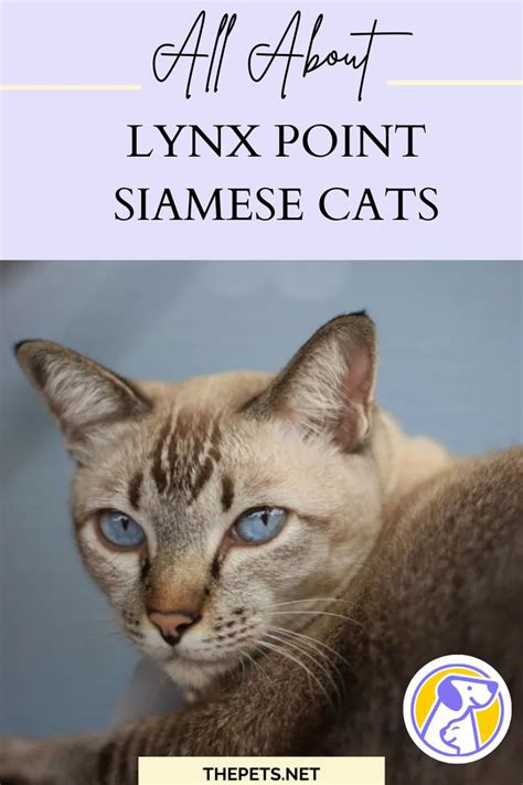Discover The Unique Traits Of Lynx Point Siamese Cats Siames Tabby