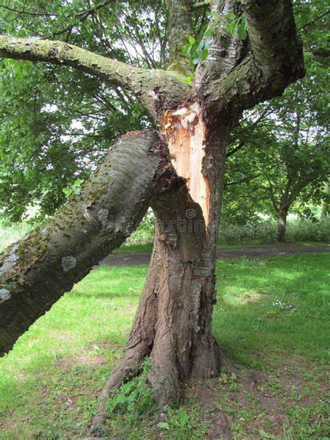 Broken Tree Stock Photo Image Of Tree Exposes Background