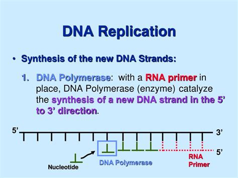 PPT DNA Replication PowerPoint Presentation Free Download ID