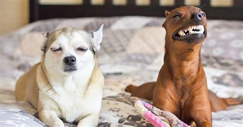 Beagle Becomes Surrogate Mom And Fosters Two Adorable Kittens