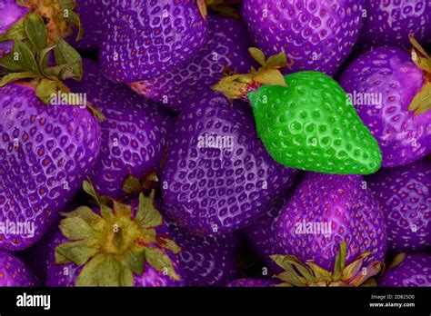 Genetically Modified Organisms Strawberry