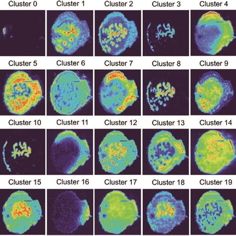 20 Average Ion Images Obtained From Self Supervised Clustering Results Download Scientific