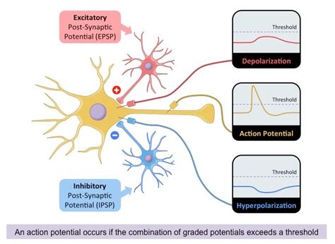 Difference Between Graded Potential And Action Potential Solved Drag