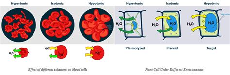 Dialysis Project STEM Portfolio By Daria Hoang