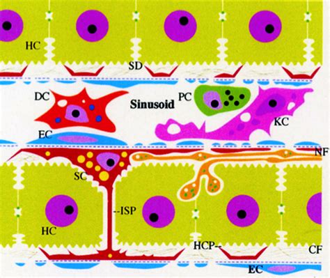 The Sinusoid” In The Liver Lessons Learned From The Original