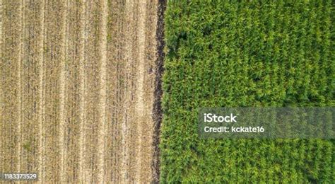 녹색과 갈색 필드는 반으로 나뉩니다 심기 전에 토양의 공중보기 행 사탕수수 농장 패턴은 배경에 대 한 준비 를 위해 준비 된