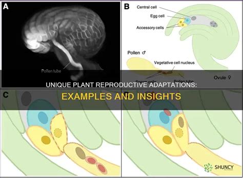Unique Plant Reproductive Adaptations Examples And Insights Shuncy