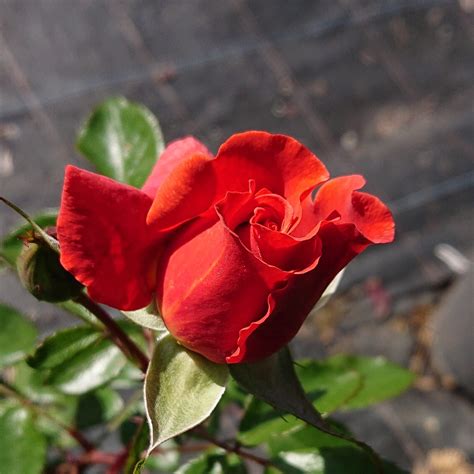 Naranga Karin Schade Stauden Und Rosen