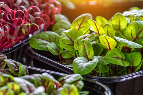 플라스틱 트레이의 마이크로 그린 나무 배경에 쟁반에 혼합 된 마이크로 그린 대마 생분해 성 매트에 마이크로 그린을 돋아 집에서 씨앗의 발아 비건 채식과 건강 식품 개념 0