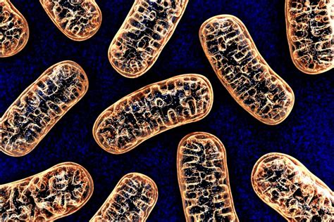 Researchers Successfully Restore Damaged Mitochondria Linked To