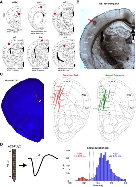 Figure S1 Lfp And High Density Extracellular Recordings A Schematic