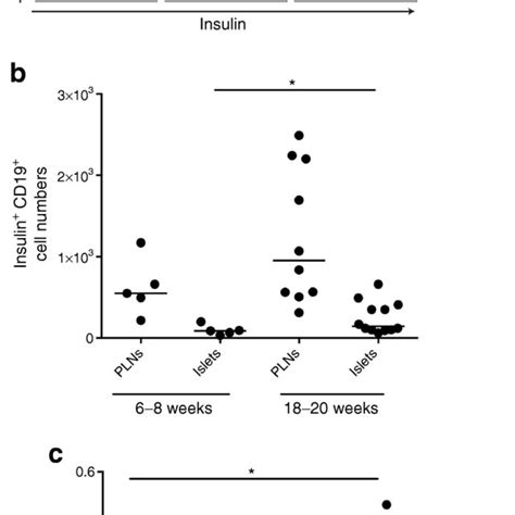 Anti Insulin B Cells Are Selectively Recruited To The Pancreatic Download Scientific Diagram