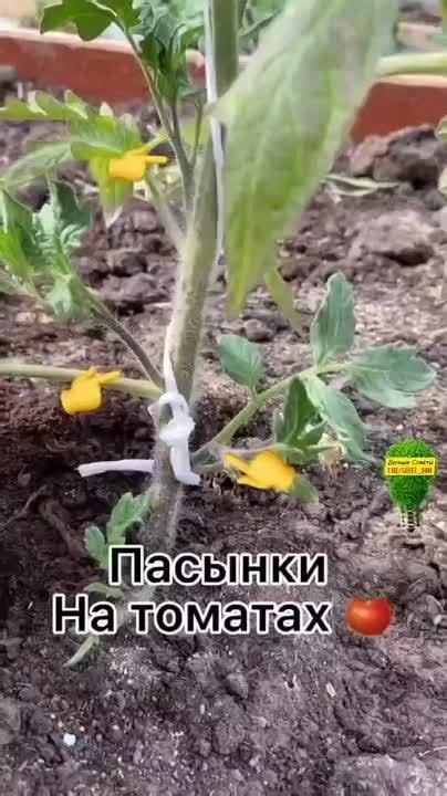 [Видео] «Грядка в 2024 г Маленькие огороды Растения Идеи посадки растений