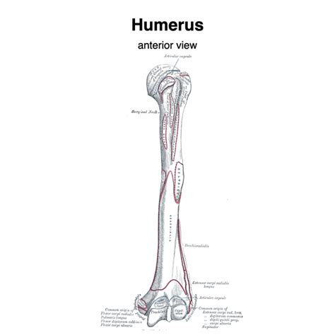 Humerus Bone Labeled Inside