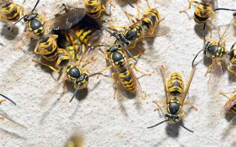 Yellowjacket Wasps In The Spring Why Timing Matters Rockland Bee Removal