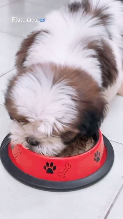 Meal for 40days old Shih tzu Puppy PLUTO🤎🐶 #shihtzu #puppy #puppyfood # ...