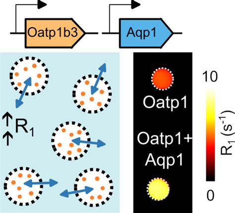 A Dual‐gene Reporter‐amplifier Architecture For Enhancing The Sensitivity Of Molecular Mri By