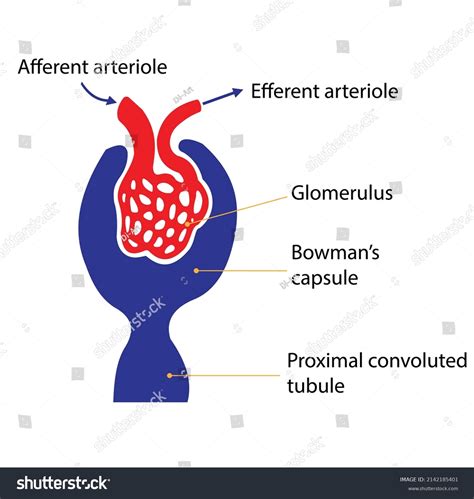 Glomerulus And Bowmans Capsule