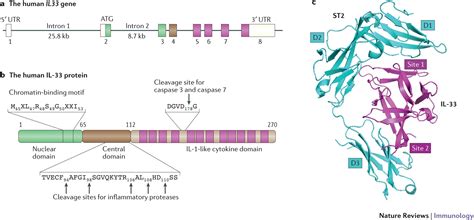 Unveiling The Versatility Of Interleukin 33 Il 33 In Immune Responses