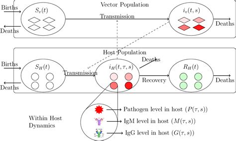 Figure 1 From An Immuno Epidemiological Vectorhost Model With Within