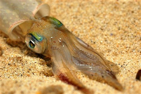 Squid In The Rips Background And Behavior Fly Fisherman