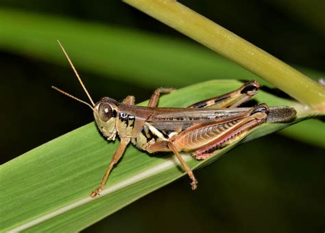 Free Images Nature Grass Wild Green Bug Fauna Invertebrate Close Up Grasshopper