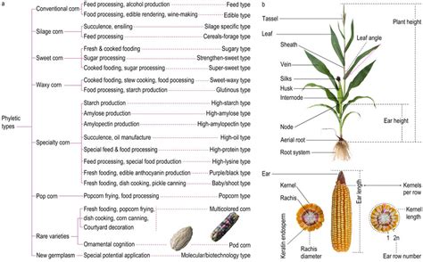 Novel Classification And Agronomic Traits Of Maize A Novel