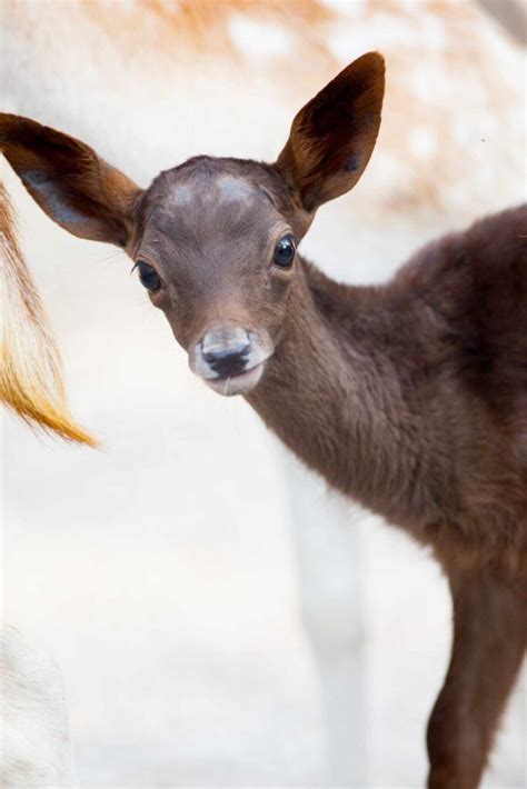 ФОТО Скопската ЗОО има нов член News 24