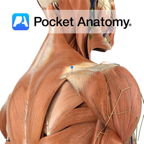 Scapula Supraspinous Fossa Pocket Anatomy