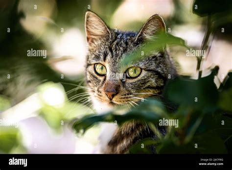 Cat In A Tree Lookinng And Sleeping Cute Cat Looking After Birds To Hunt Playful Cat Want To