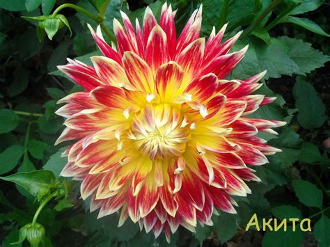 Оригинал схемы вышивки «Акита» (№1025295) - Вышивка крестом