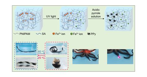 Thermal And Near Infrared Light Responsive Hydrogel Actuators With Spatiotemporally Developed