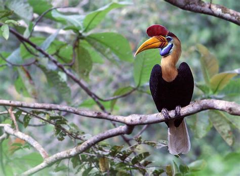 Male Knobbed Hornbill Aceros Cassidix In Sulawesi Red Knobbed