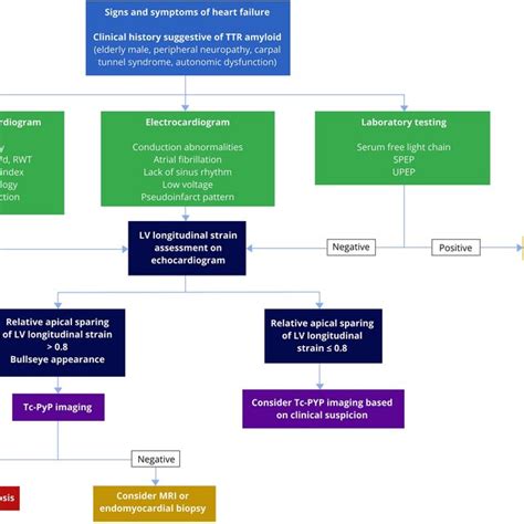 Positive Attr Cardiac Amyloid Patient A99mtc Pyp Scintigraphy Scans Download Scientific Diagram