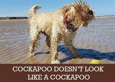 What Does A Cockapoo Look Like