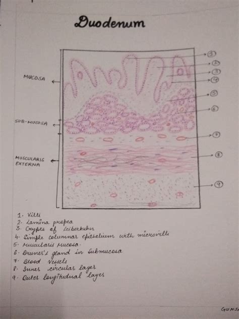 Duodenum Histology Pdf