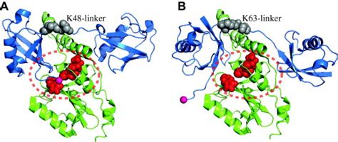 Information Driven Docking With Haddock Revealed That The Topology Of Download Scientific