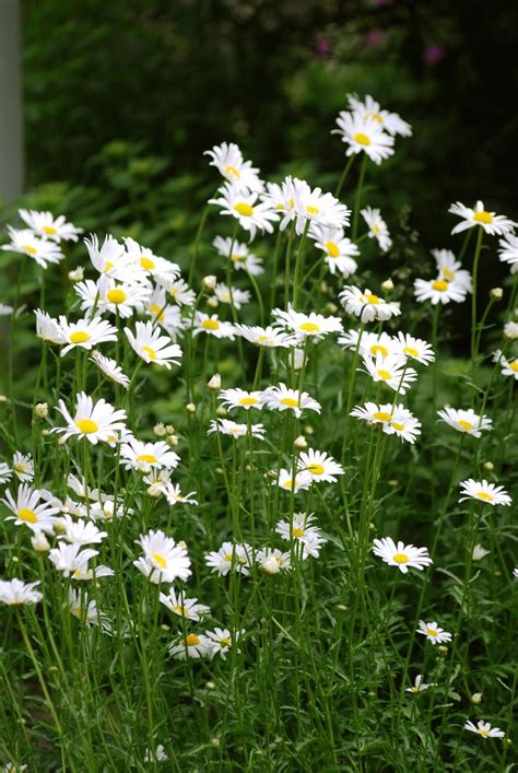 White And Yellow Daisy Flowers In The Grass