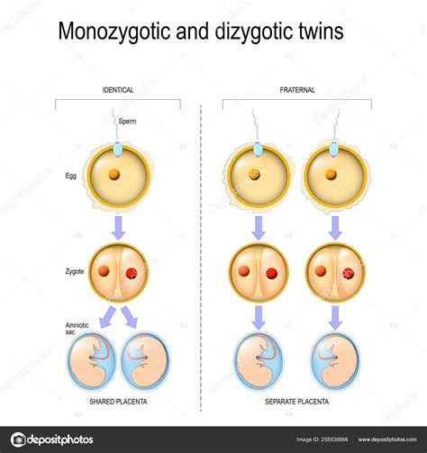 Dizygotic And Monozygotic Twins — Stock Vector © Edesignua 255538866