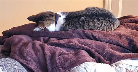 High Quality Snoozing Cat Face Down To Better Ignore The Morning Ruckus Album On Imgur