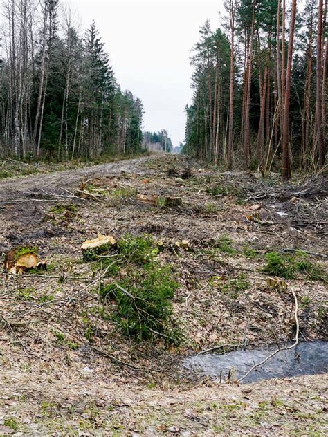 Construction Of A New Road And New Powerline Through The Forest By