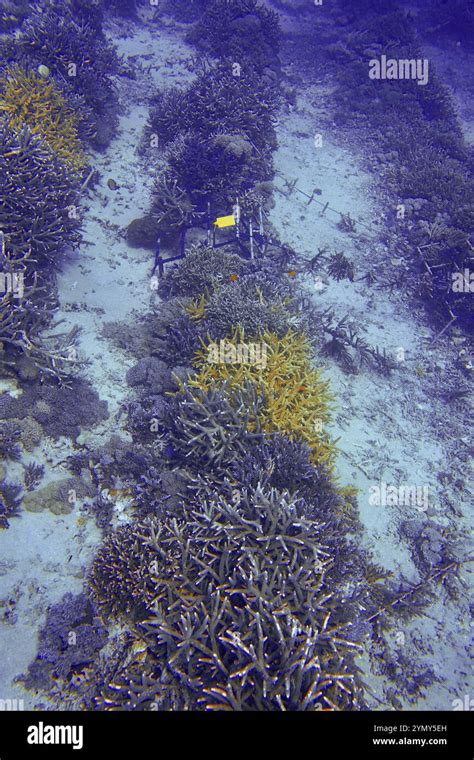 Different Coral Formations Hi Res Stock Photography And Images Alamy