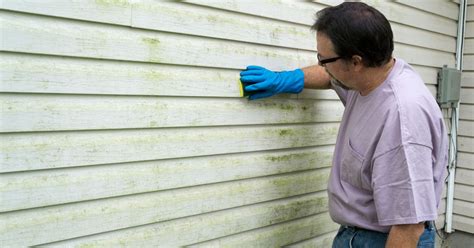 Difference Between Mold And Mildew Unraveling The Key Differences