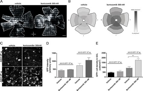 Proteasomal Inhibitor Bortezomib Increases Transduction Efficiency By
