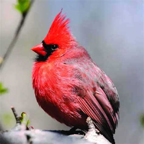 Cardinalis Cardinalis · Earthhome Biodiversity